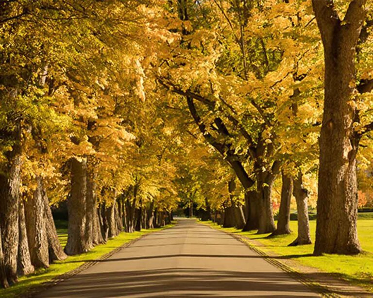 10 BEST Places to See Colours of Autumn in Arrowtown