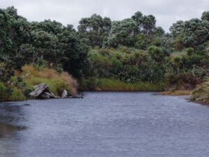 15 Must-Do Walks in Te Anau From Easy to Advanced